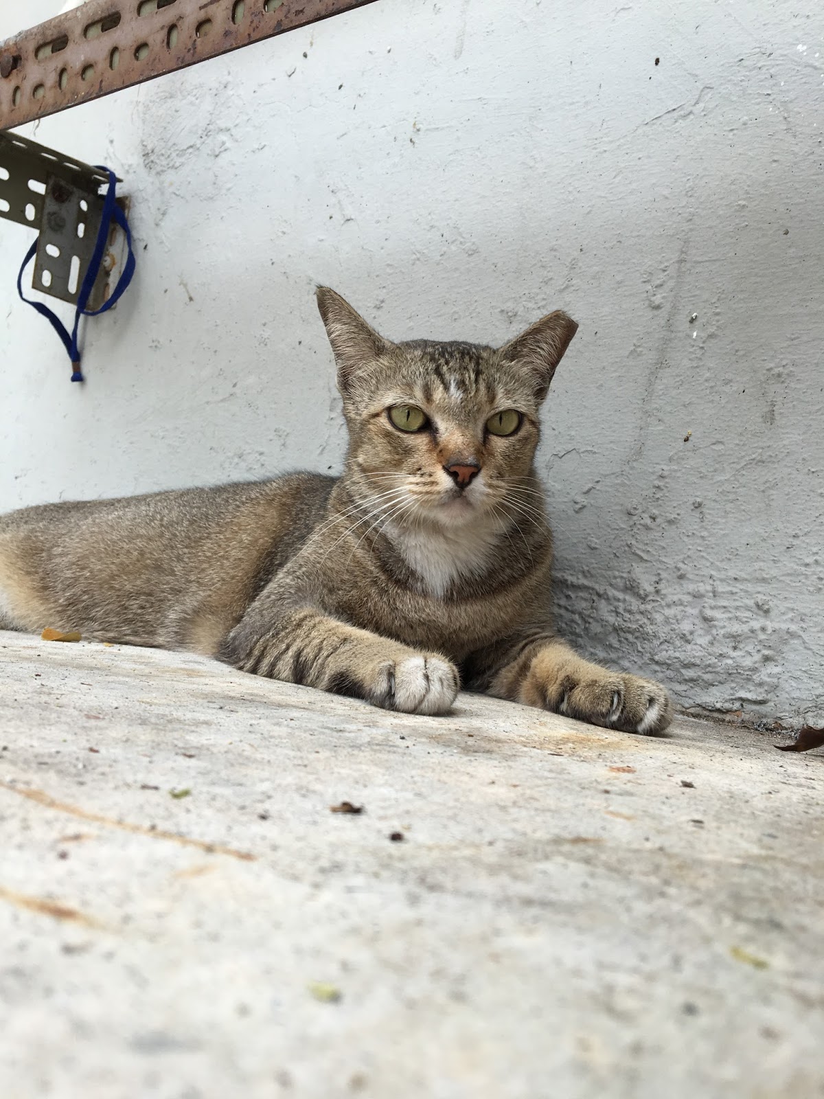 Singapore Community Cats: A Thirsty Community Cat