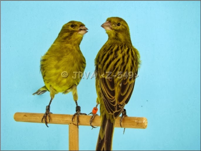 .: FOTOS DE UNOS CANARIOS VERDES 2013