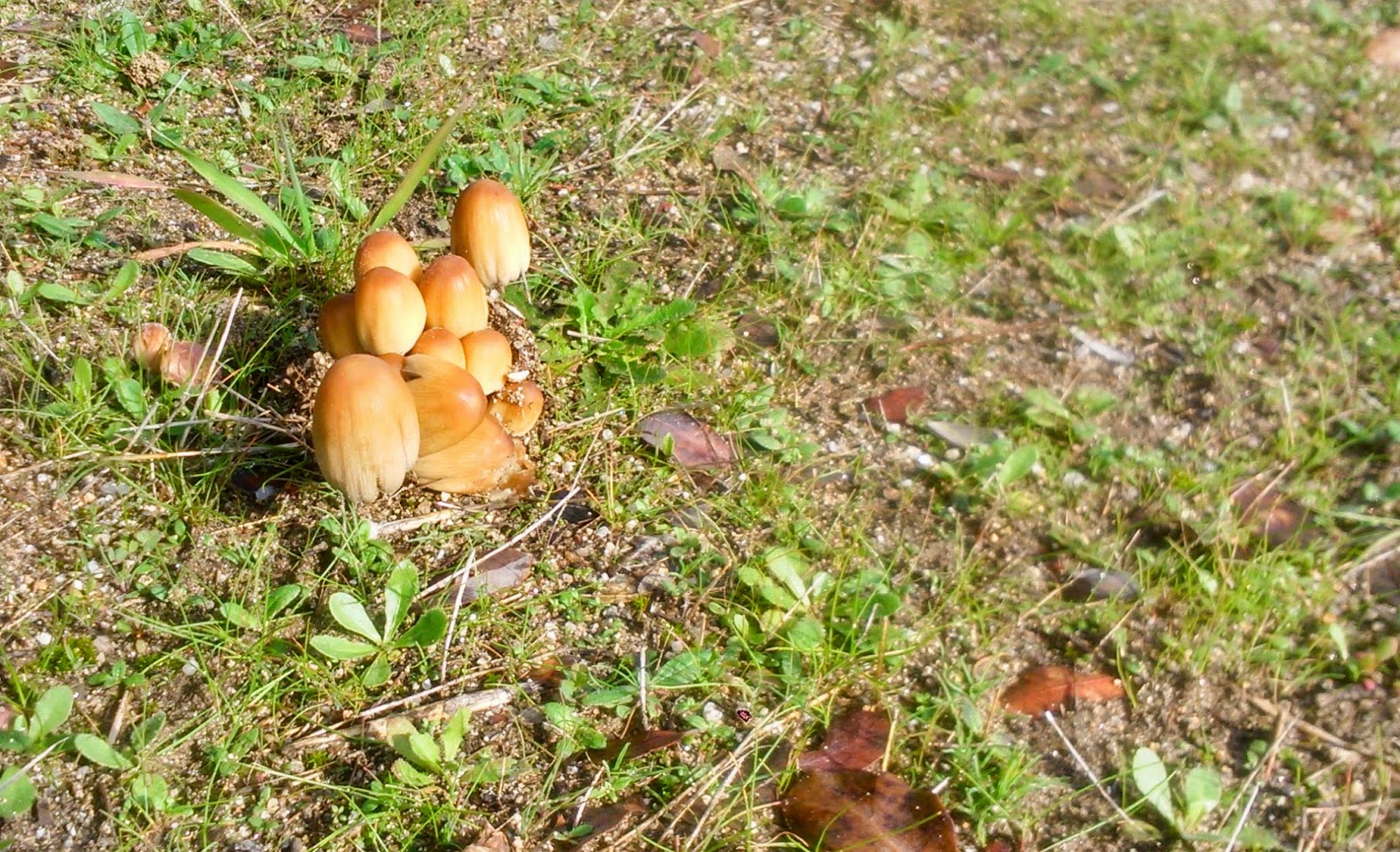Agronomía sostenible