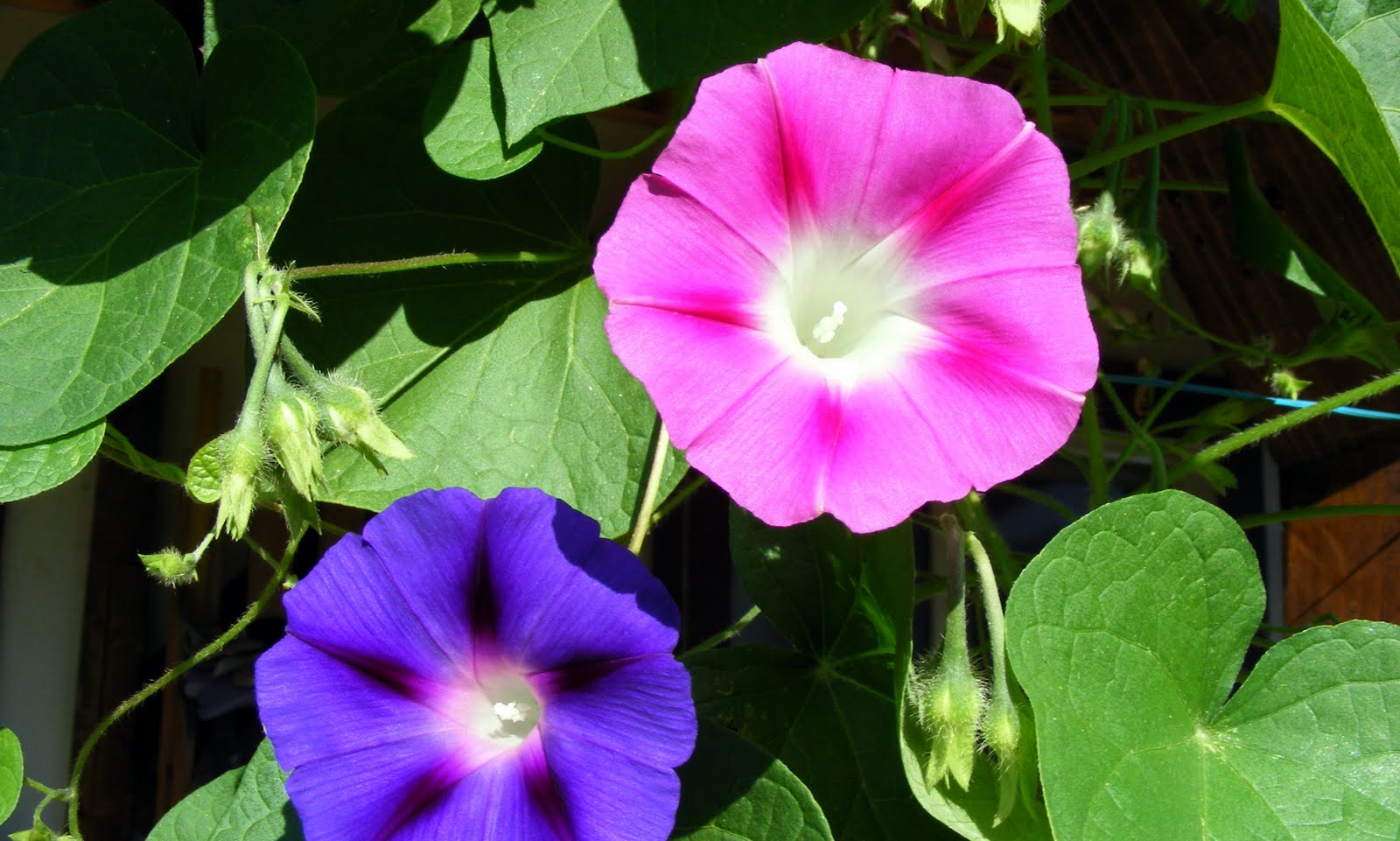 Gradina unui amator: Zorele