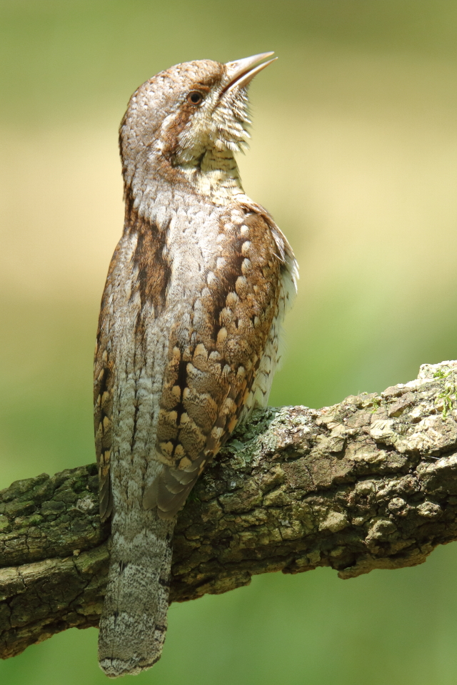 FOTOGRAFÍA DE FAUNA: PICIDOS (Picos)
