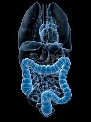 VITA SANA Centro de Nutrición Integral: Acerca del colon..