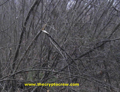 New Hampshire Bigfoot Sighting Investigation Update (Photos) ~ The ...