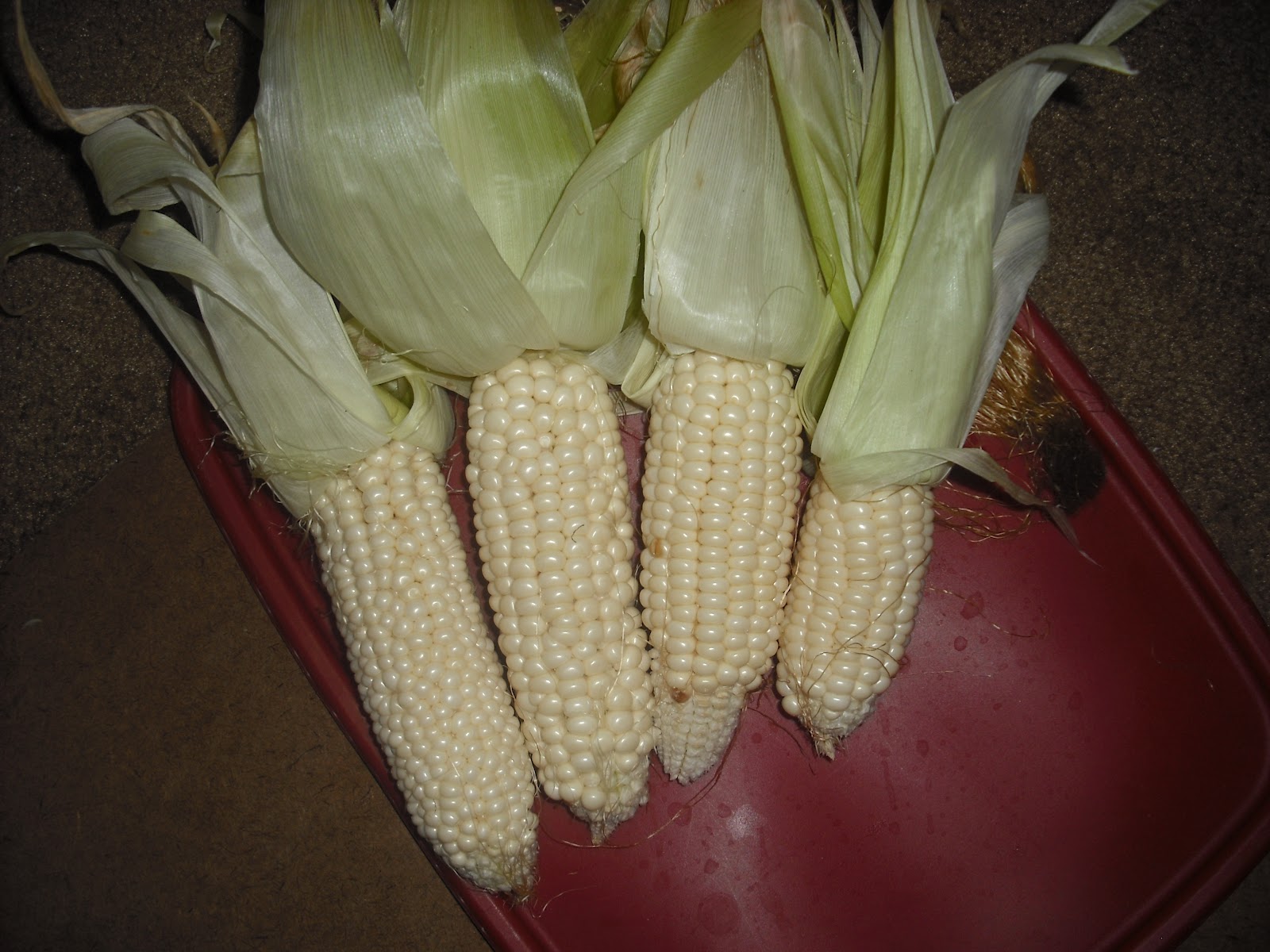 We Do Things Different Here in Texas: Growing Sweet Corn for the Very ...