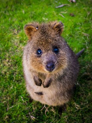 Animals under threat: Species Profile: Quokka