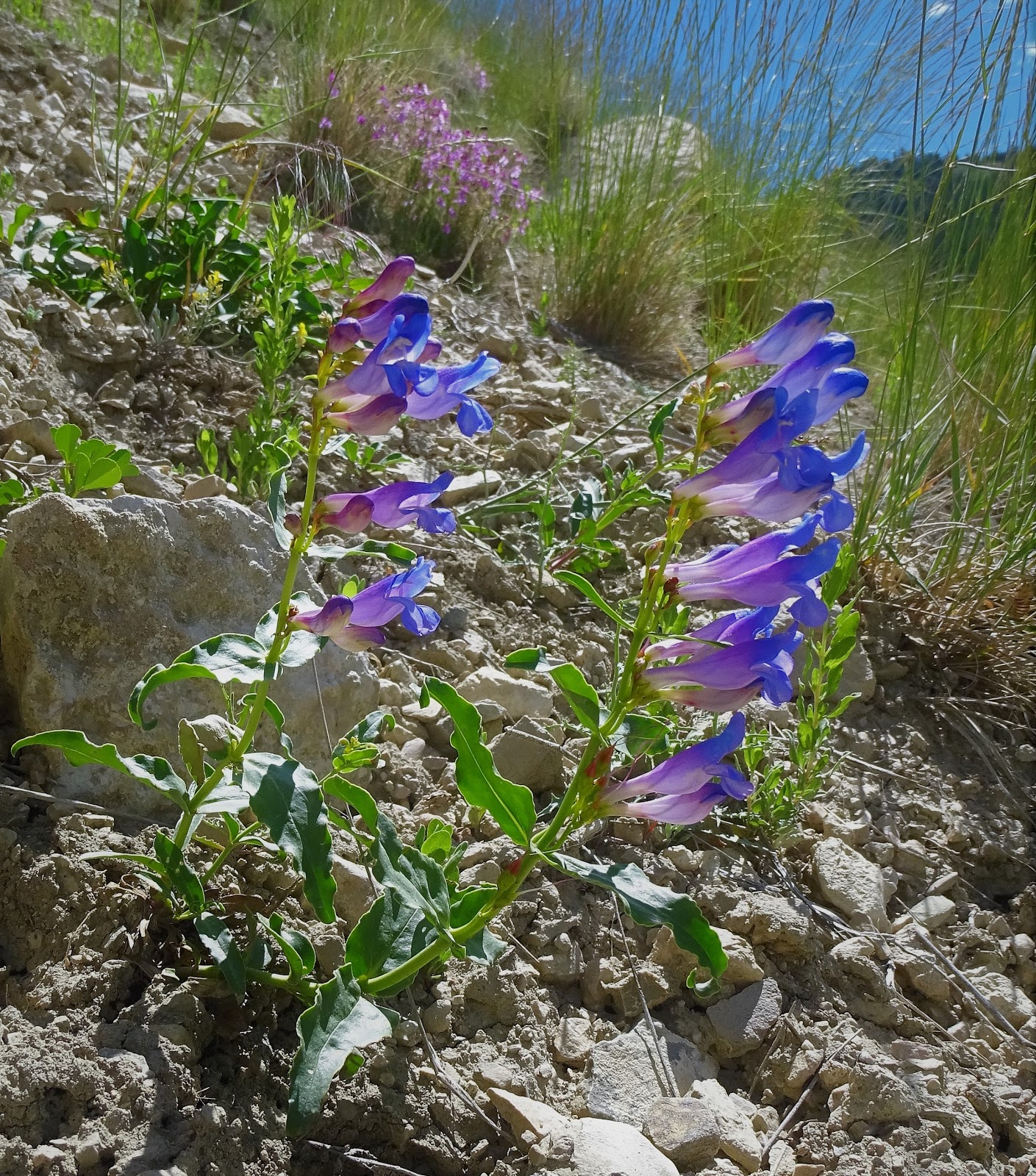 Prairiebreak: An album with a floral few gems from Northwestern Wyoming ...