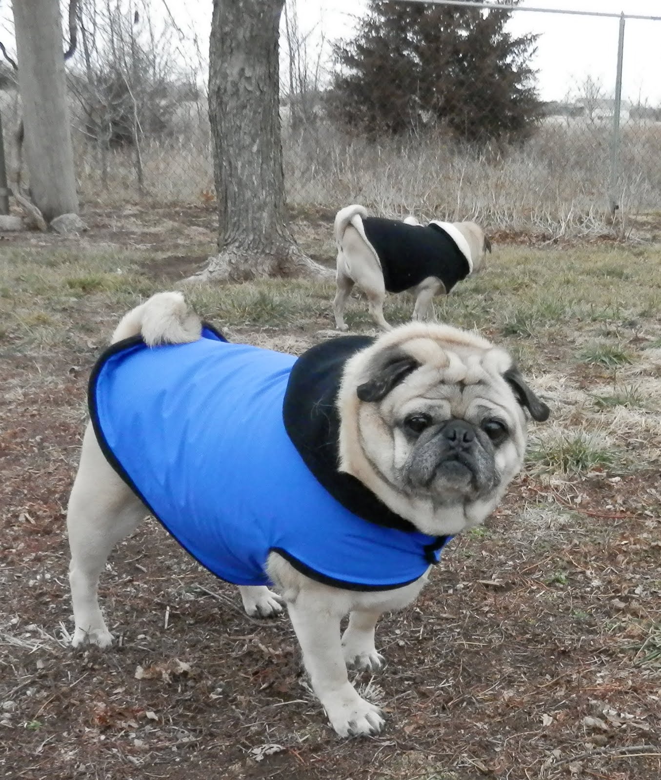 Pugs & Purrs: Pug Snuggly by YOGI