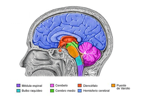 Sistema Nervioso: El Sistema Nervioso Central