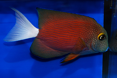 D' Ocean Aquarium: Ikan Botana / Tang / Surgeonfish