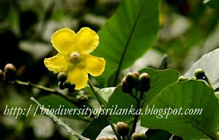 Biodiversity of Sri Lanka: දියපර/ගොඩපර[Diyapara/Godapara](Dillenia ...