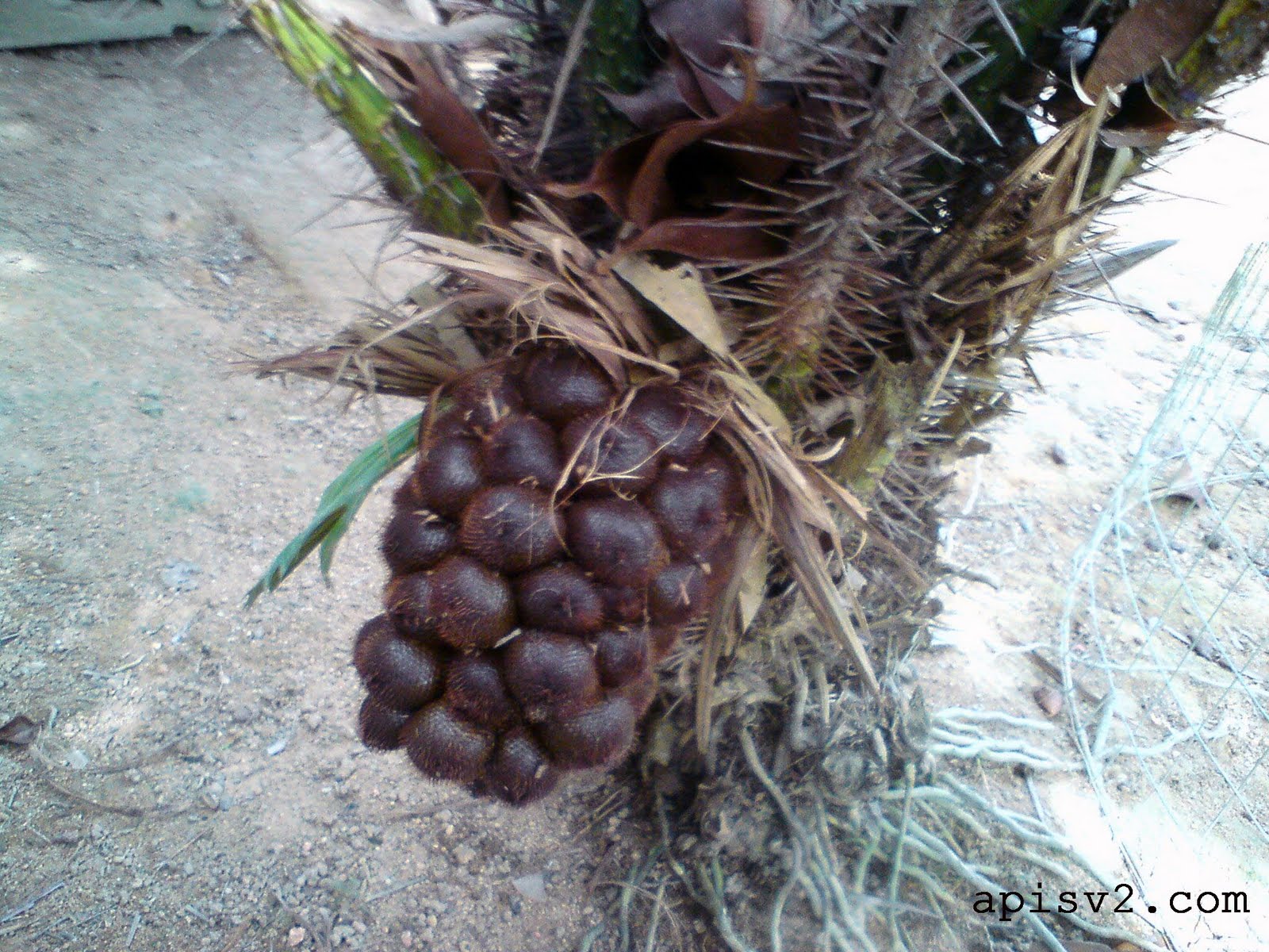 Pokok Salak Buah Salak | Blog Apis