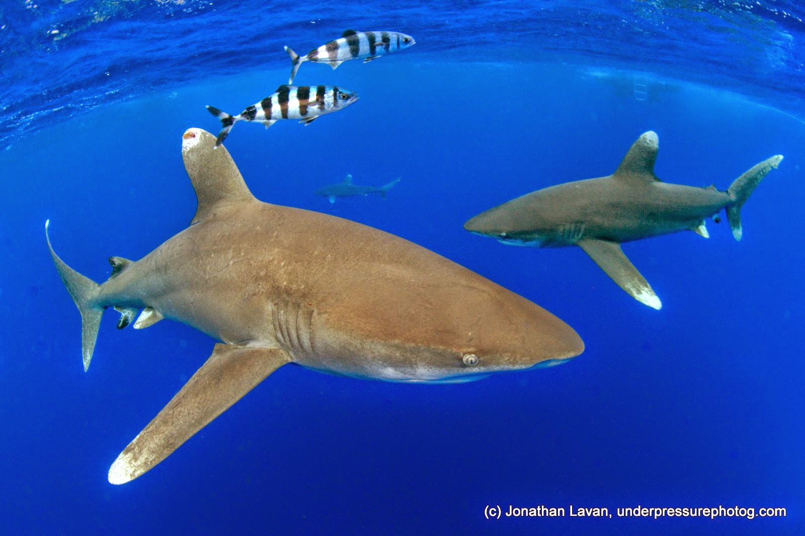 under pressure world: Oceanic Whitetip Sharks with Pilot Fish- Cat ...