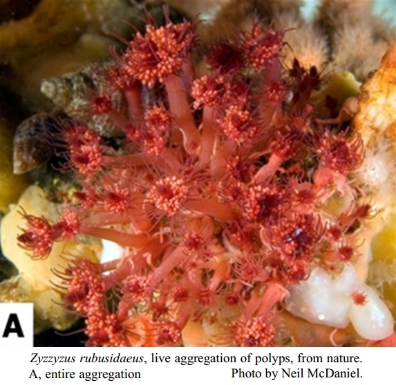 Species New to Science: [Cnidaria • 2013] Zyzzyzus rubusidaeus • a new ...