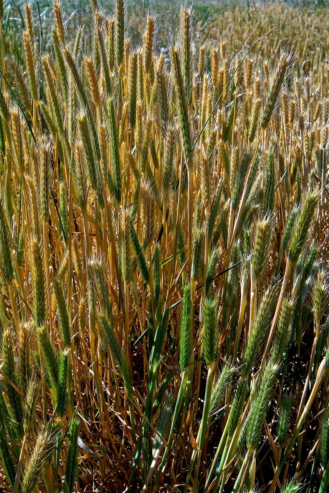 Poetry Of Spirit And Light: Fifth Planet From The Sun