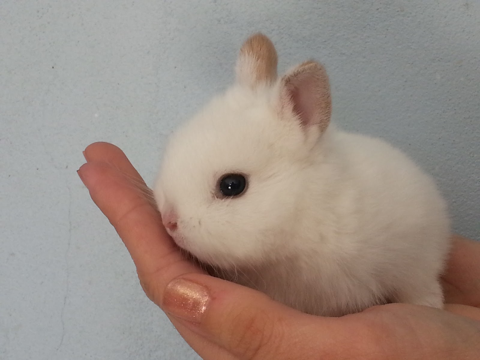 AJC MINI COELHOS: FILHOTES DISPONÍVEIS PARA RESERVA, 2º MENOR RAÇAS DE ...