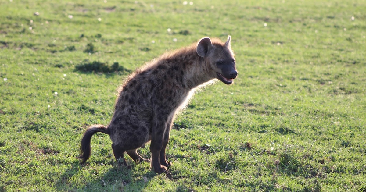 Notes From Kenya: MSU Hyena Research: Everybody Poops!