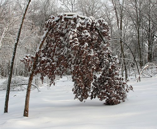 French Vocabulary Illustrated: ployer