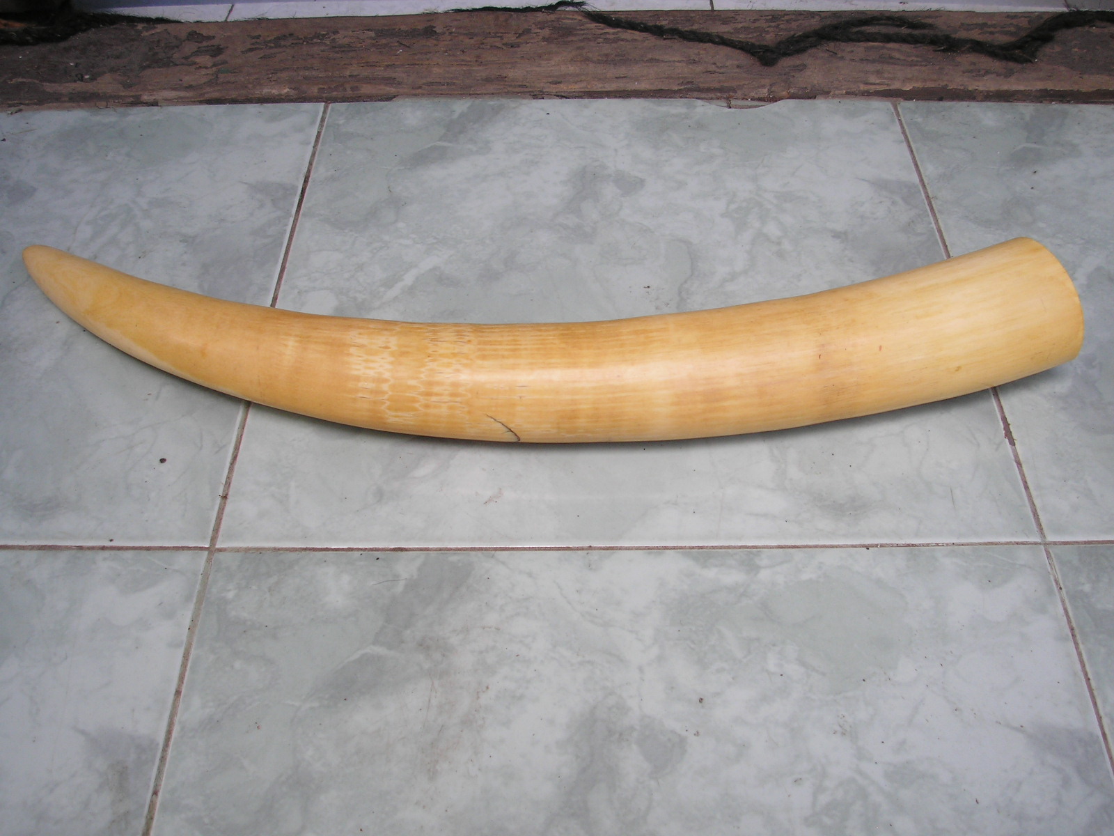 art shop abu malang: gading gajah