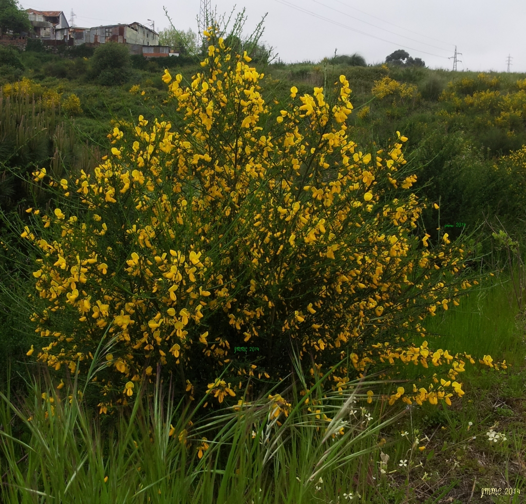 Pensamentos: A tradição das Maias