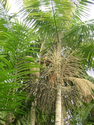 CLAUDIONOR SANTOS: A LENDA DA BACABA