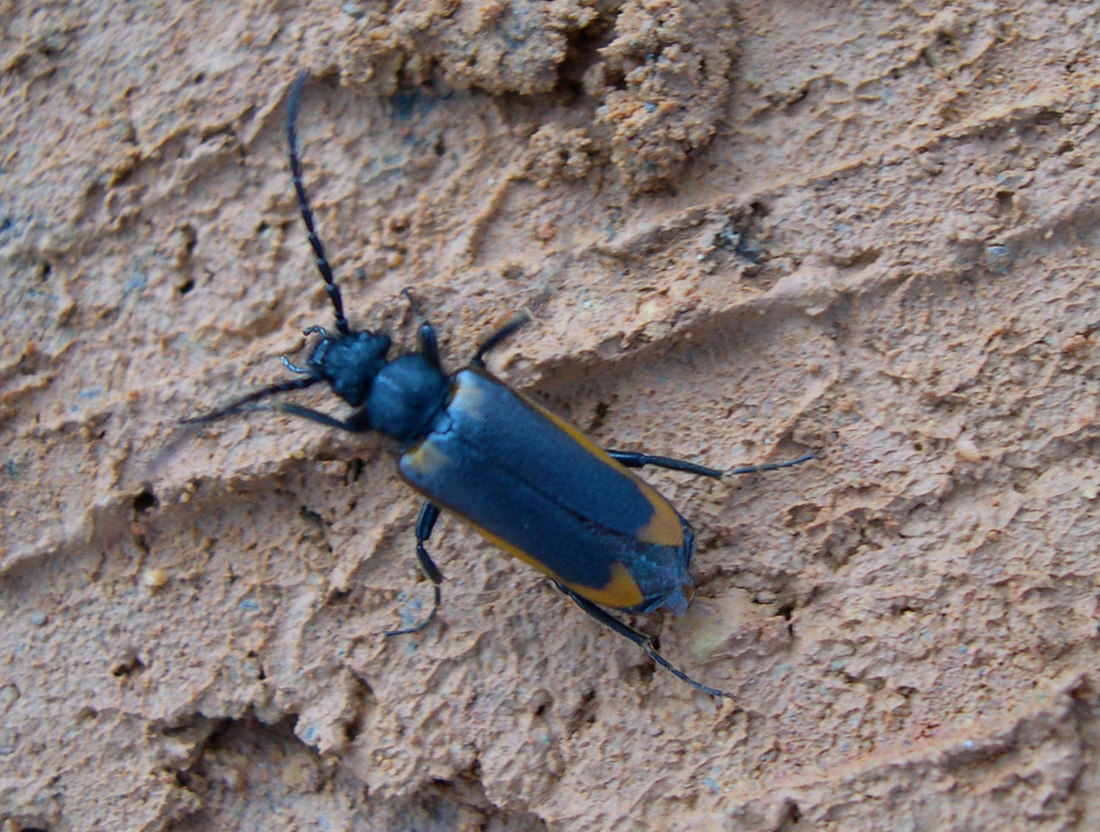 CURIOSIDADES CIENTÍFICAS : Quitina