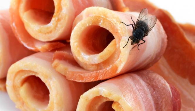 Mosca nos alimentos