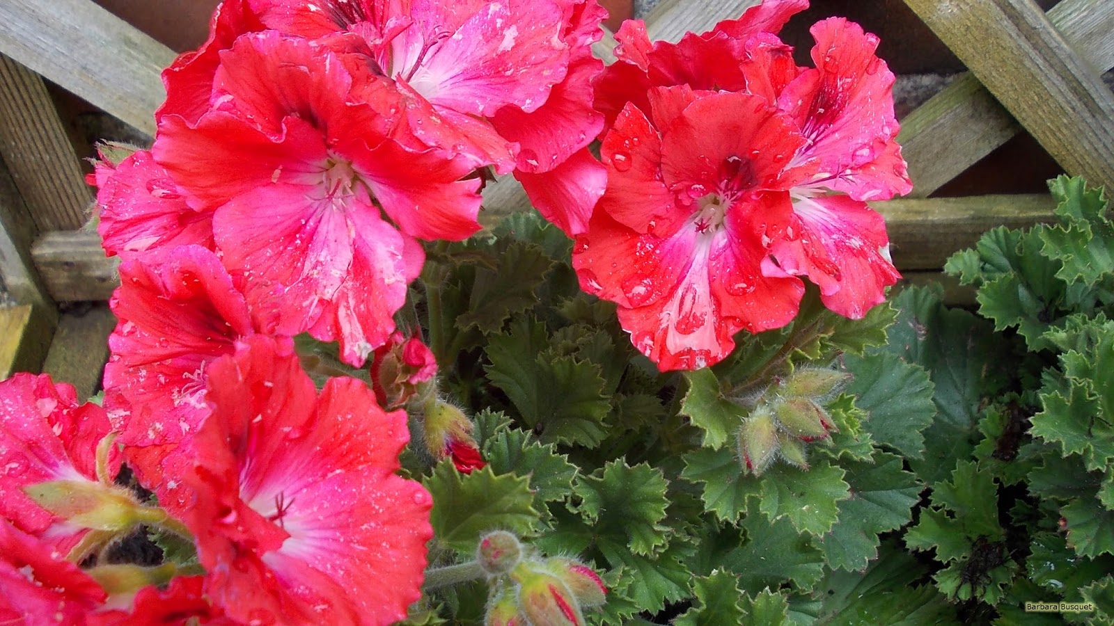 Franse geraniums | HD Wallpapers