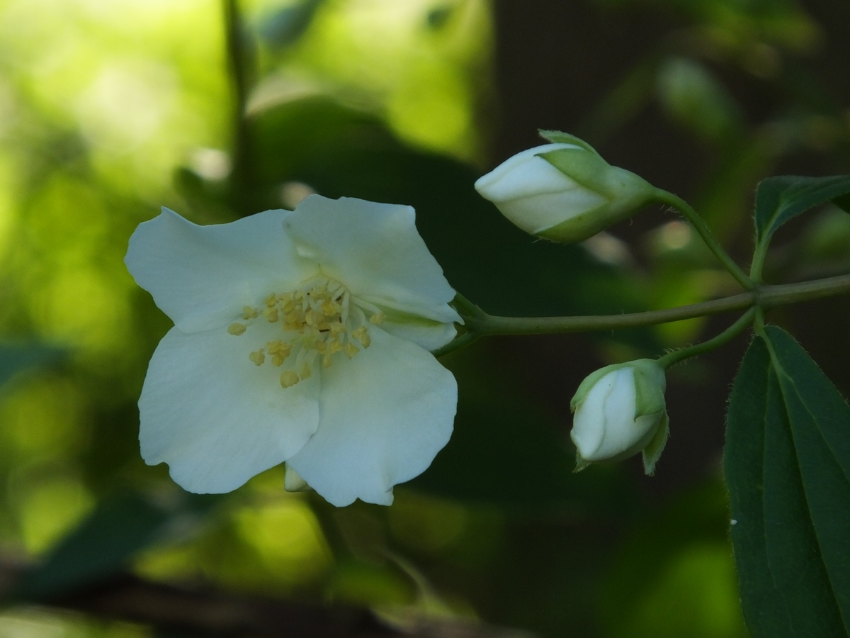 Saran mökissä ja puutarhassa: Heinäkuuta