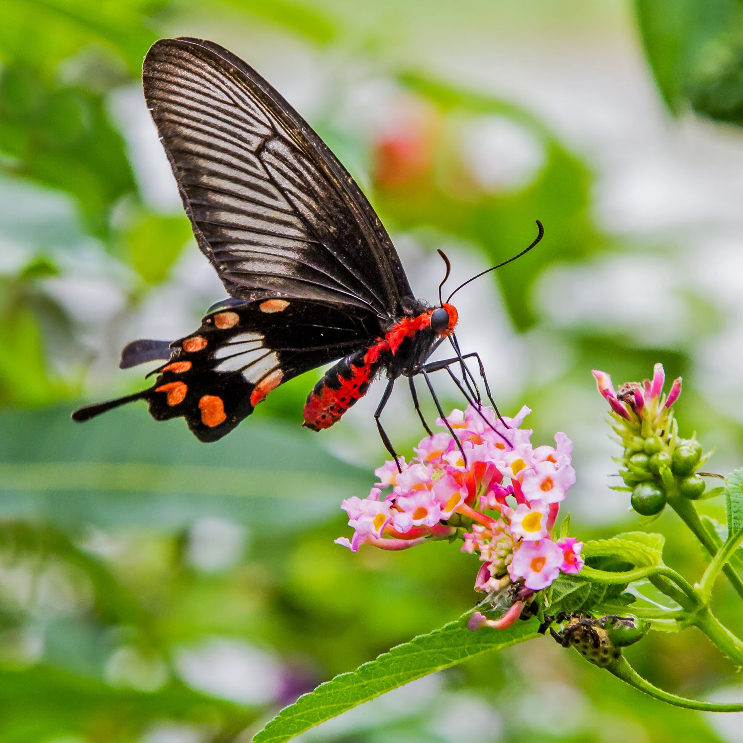 Butterflies, Dragonflies, Moths & other Insects: Insects from India