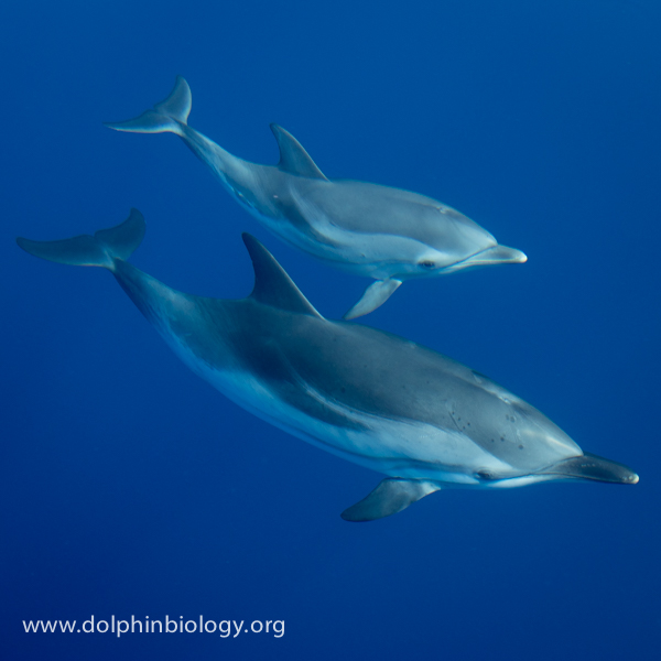 Dolphin Biology and Conservation: Family
