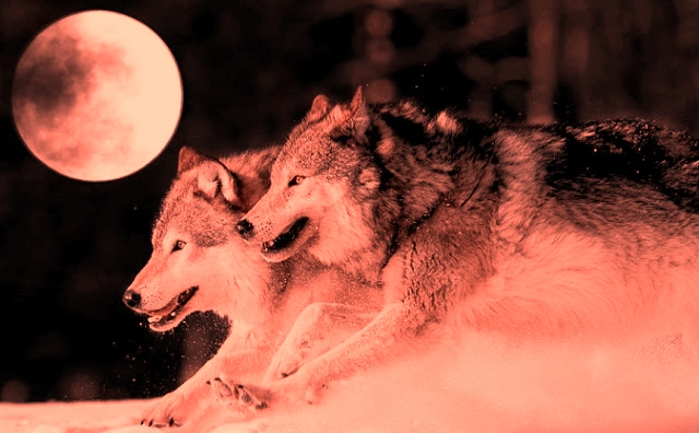 White Wolf : Rare 'Super Blood Wolf Moon' with Lunar Eclipse is ...