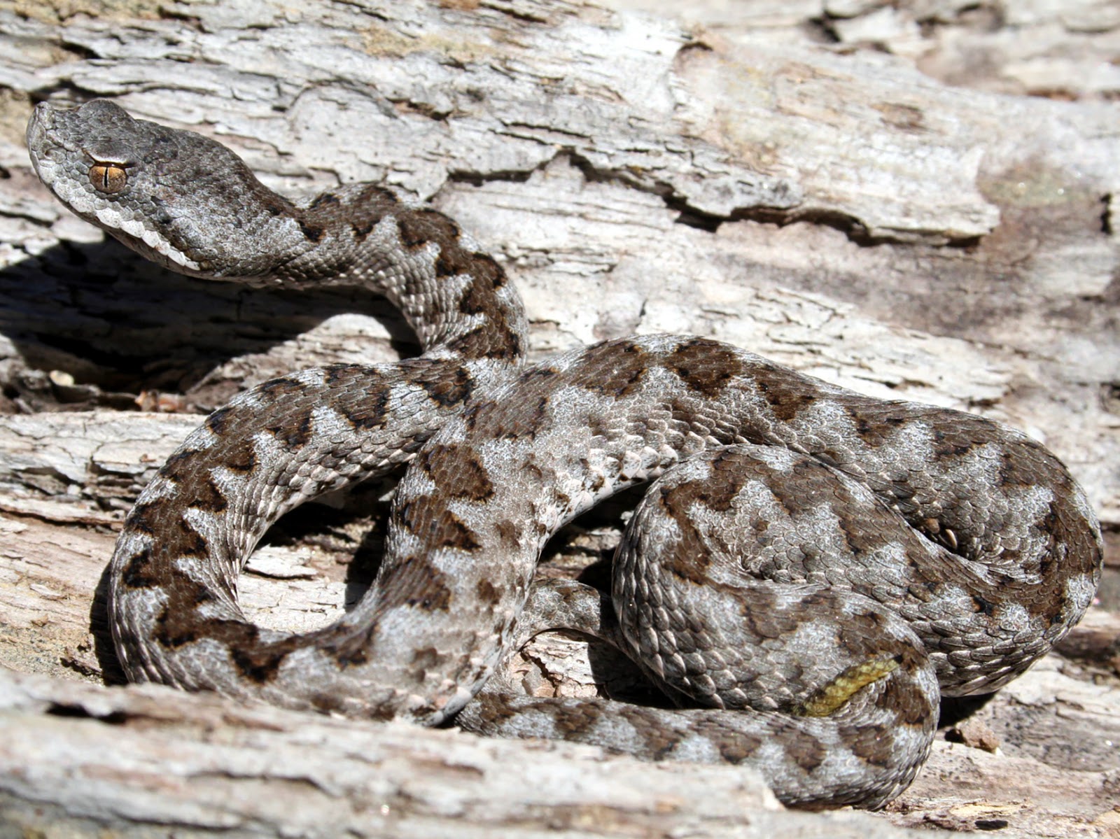 Taxonomía Chordata: Clase Reptilia Orden Squamata