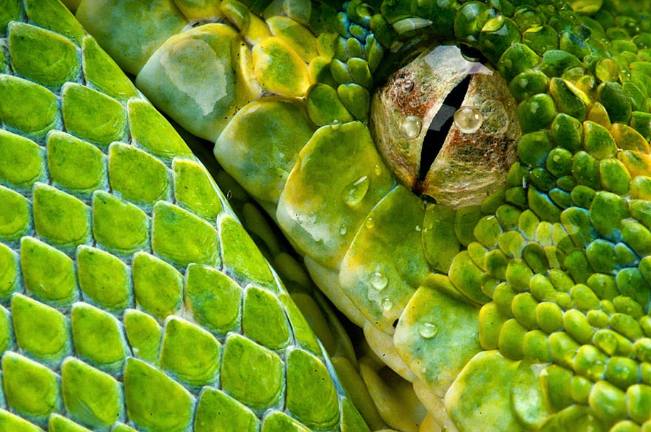35 Breathtaking Examples Of Patterns In Nature 35-breathtaking-examples-of-patterns-in-nature