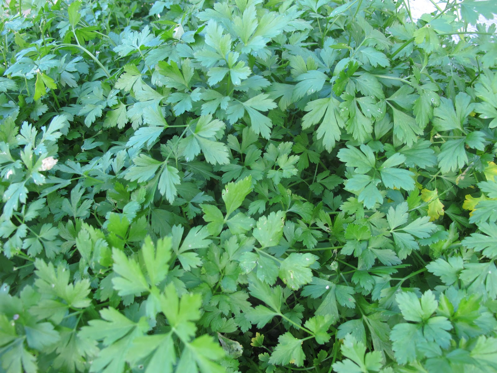 FLORA NEL SALENTO e.. anche altrove: Petroselinum sativum Hoffm ...