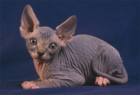 Nuestros Gatos: GATO SPHYNX
