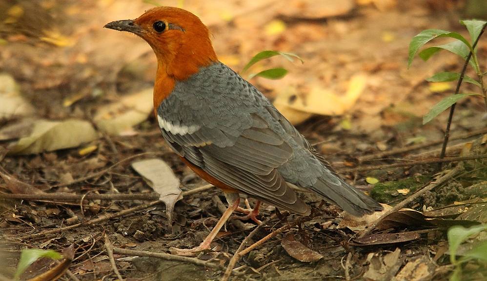 Indian Birds Photography