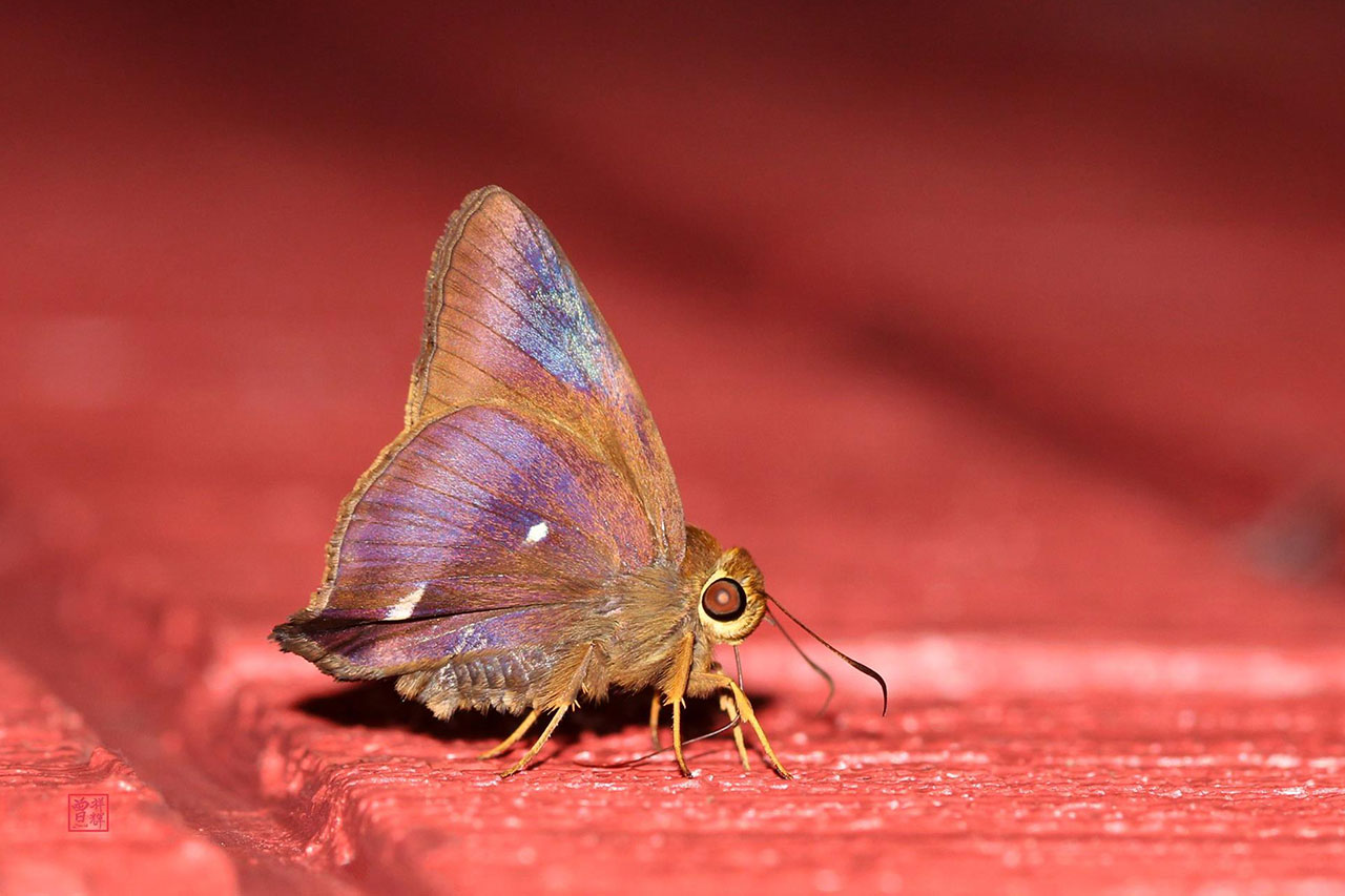 Butterflies of Singapore: Awls of Singapore : Part 1