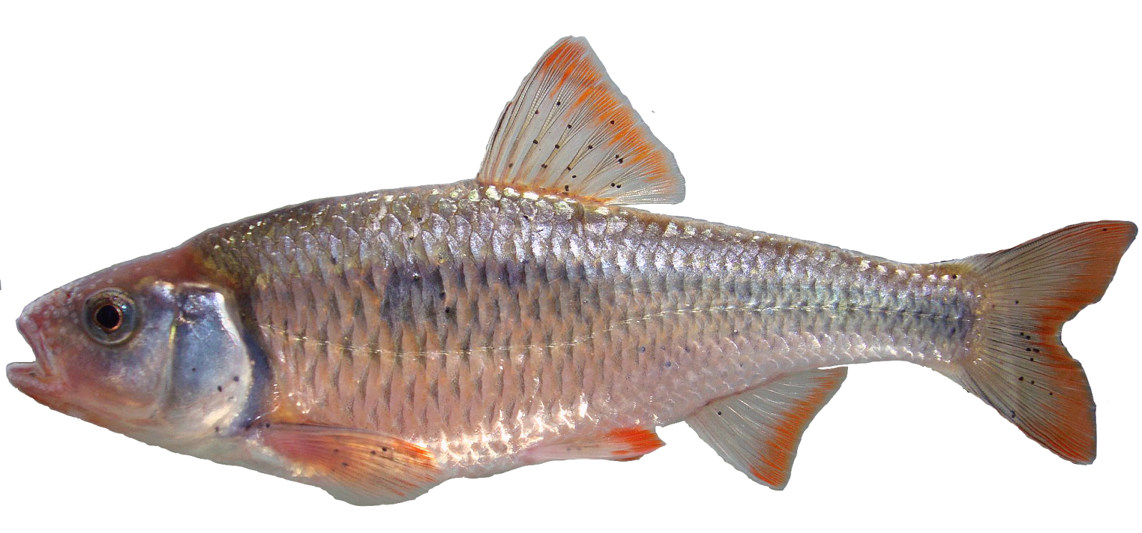 Virginia Tech Ichthyology Class : On the value of zooming in, by Don Orth