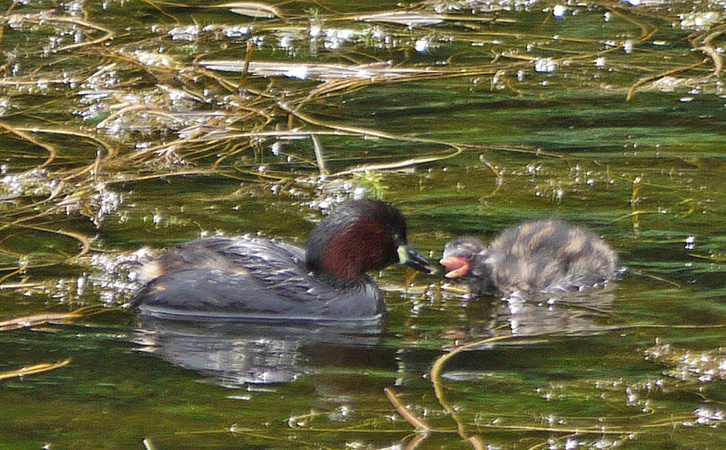 CABINET OF CURIOSITIES: Ryton Willows Pond