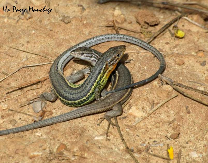 Un Paseo Manchego: Lagartija colilarga; el apareamiento.