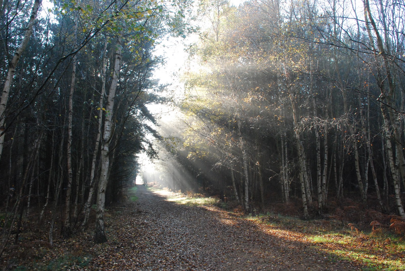 bluedaisyglass: Rendlesham Forest