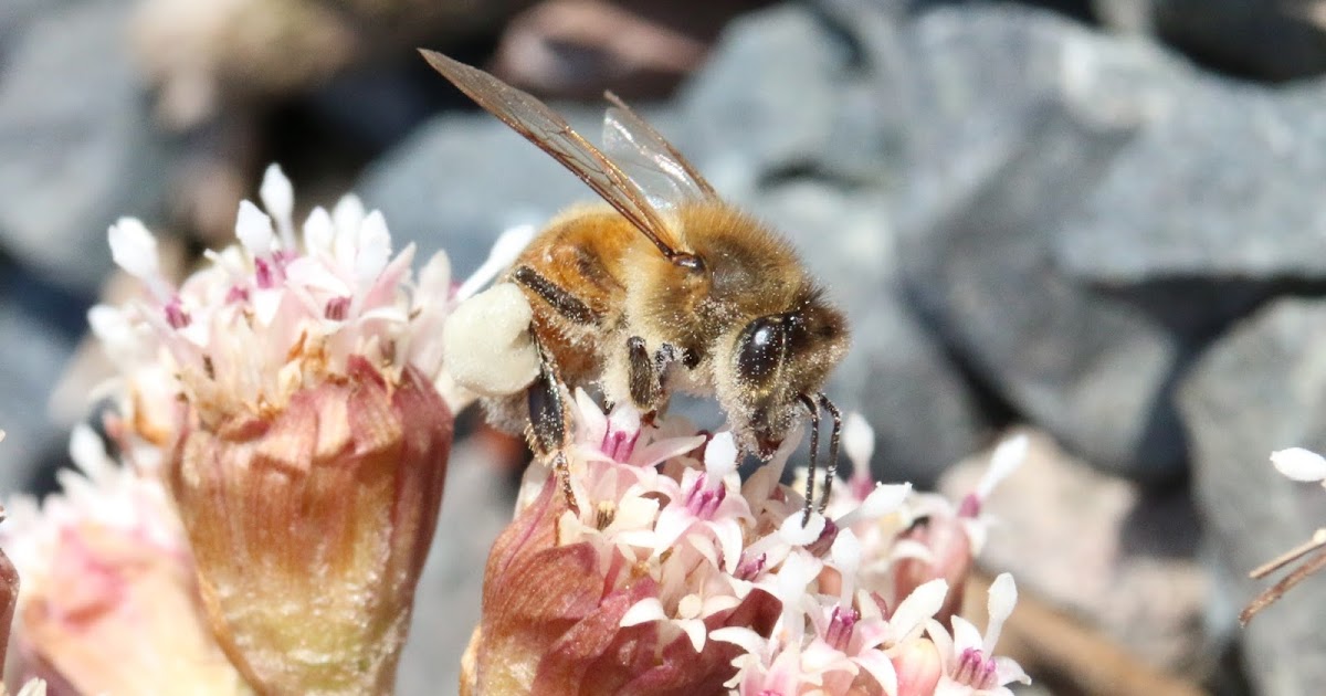 Insectes d'Alsace: Apis mellifera - Abeille européenne