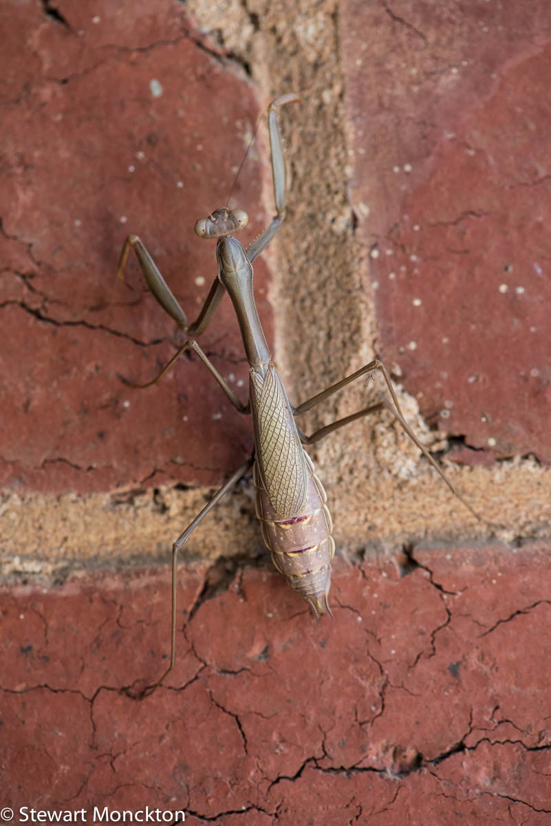 Paying Ready Attention - Photo Gallery: Preying Mantis