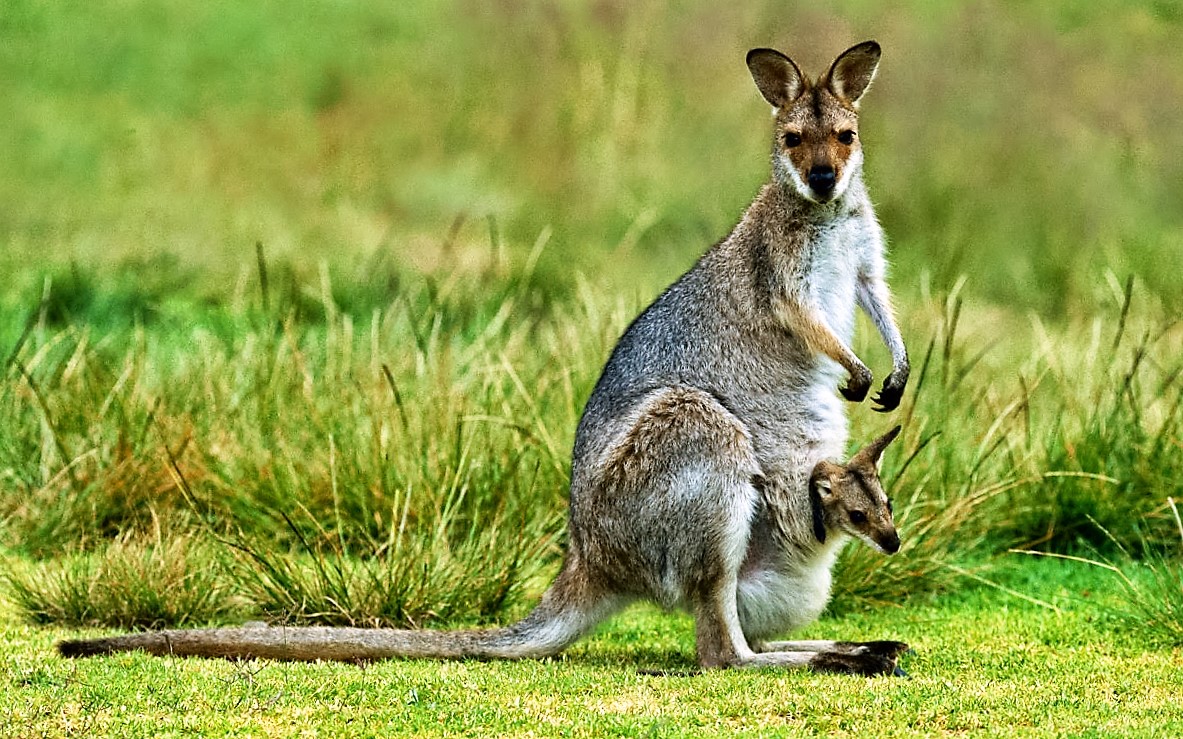 Fieggentrio: De wraak van de kangoeroe.