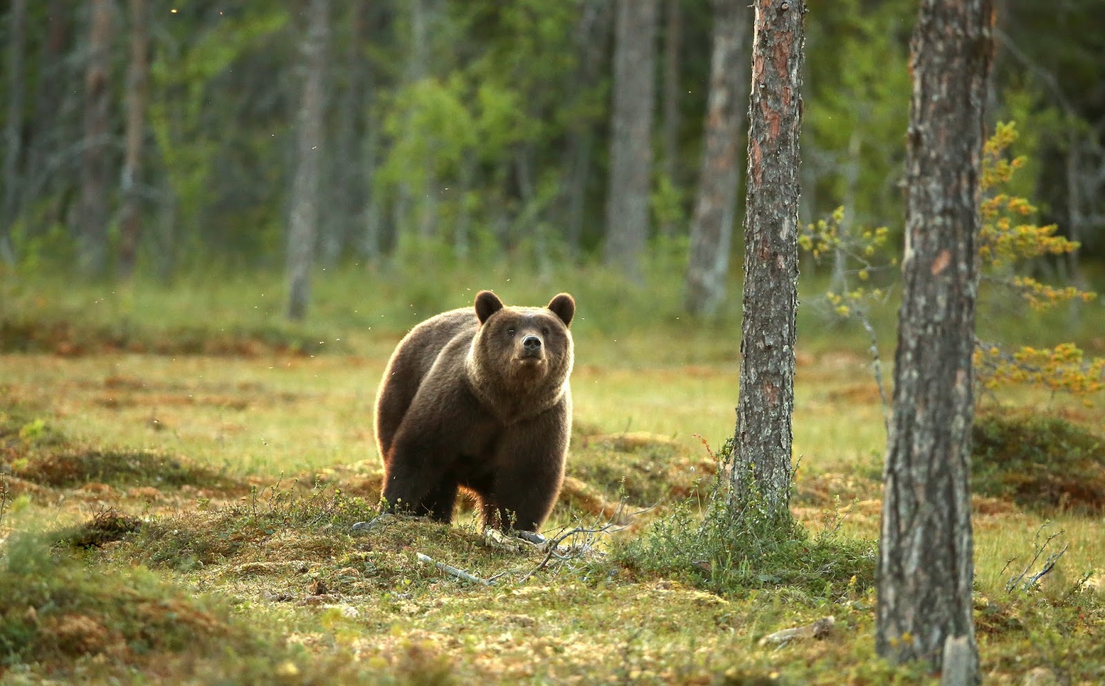 Nature photo by Lillian U. Gulliksen: Brunbjørn i Jämtlands dype skoger ...