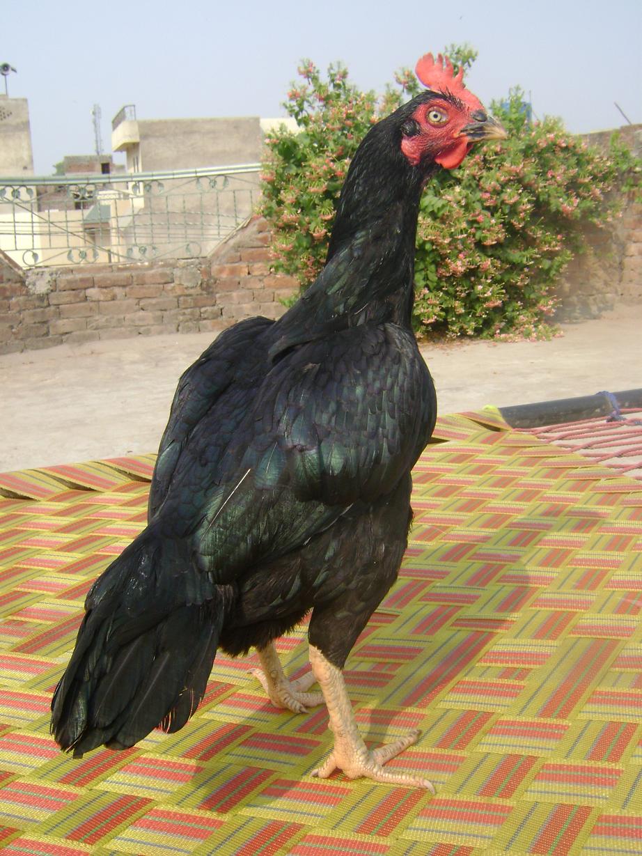 THE GLOBAL ASIL CLUB: THE ASILS - HOME