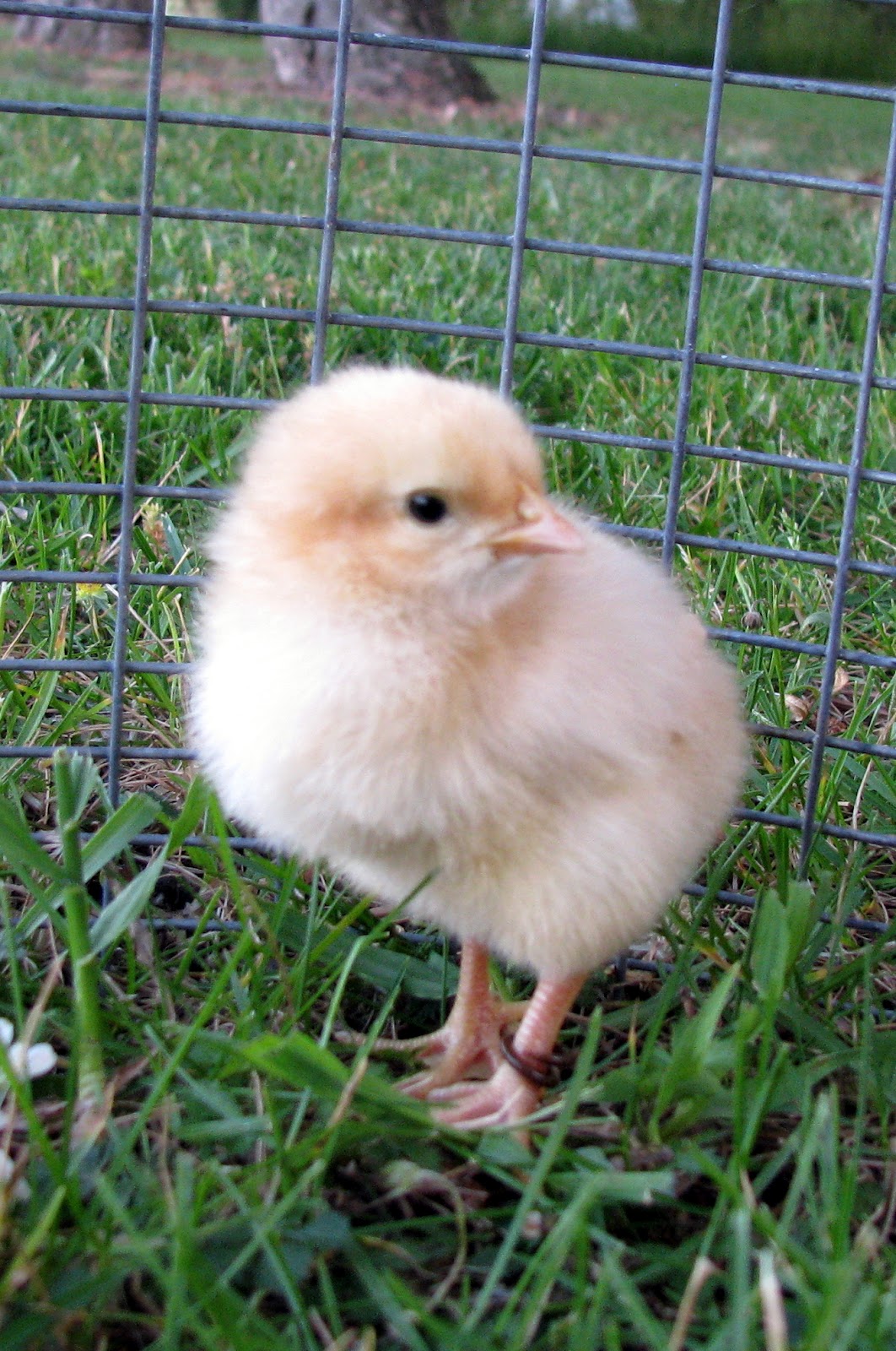 Anderson Family "Farm" Project: Name that Chick