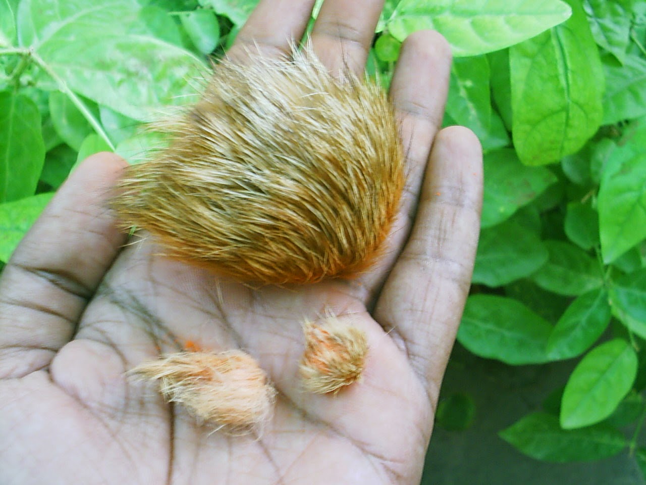 Alom e Mukhfiat ~*~ علومِ مُخفیات: The Gidar Singhi Talisman