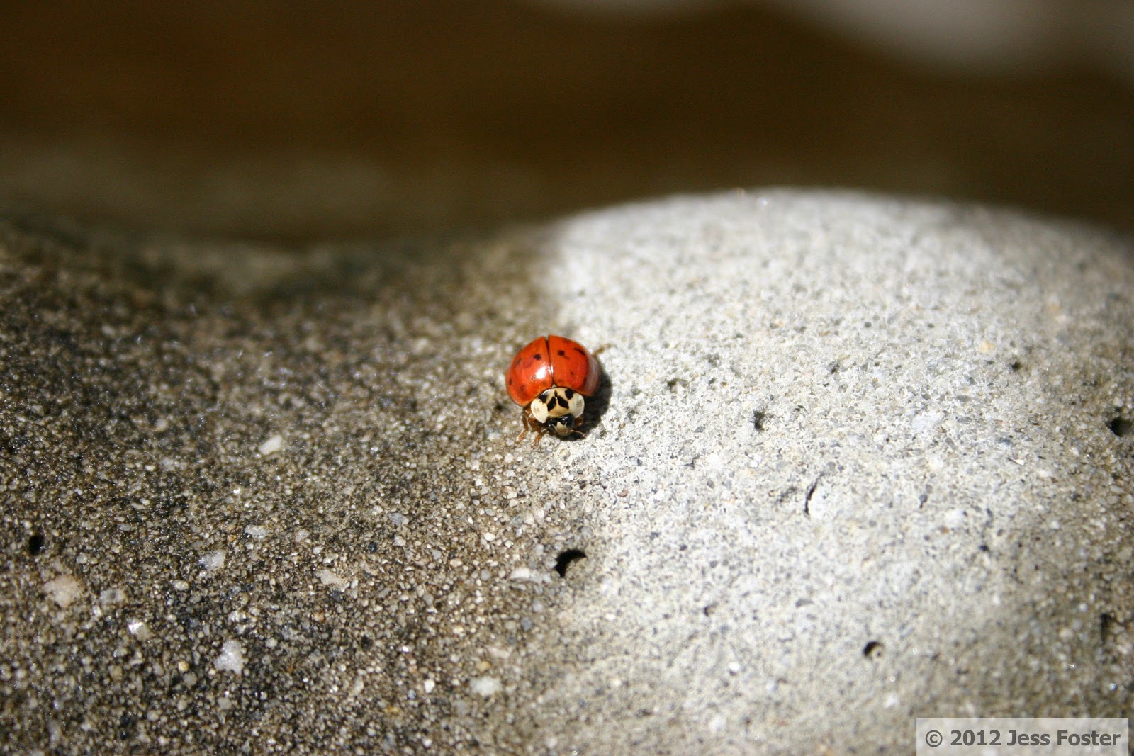 Sluggin' Along: Swimming Ladybug - Hemolymph Hypothesis