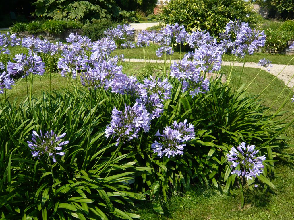Agapanthus «agapanto» - Id Plantae